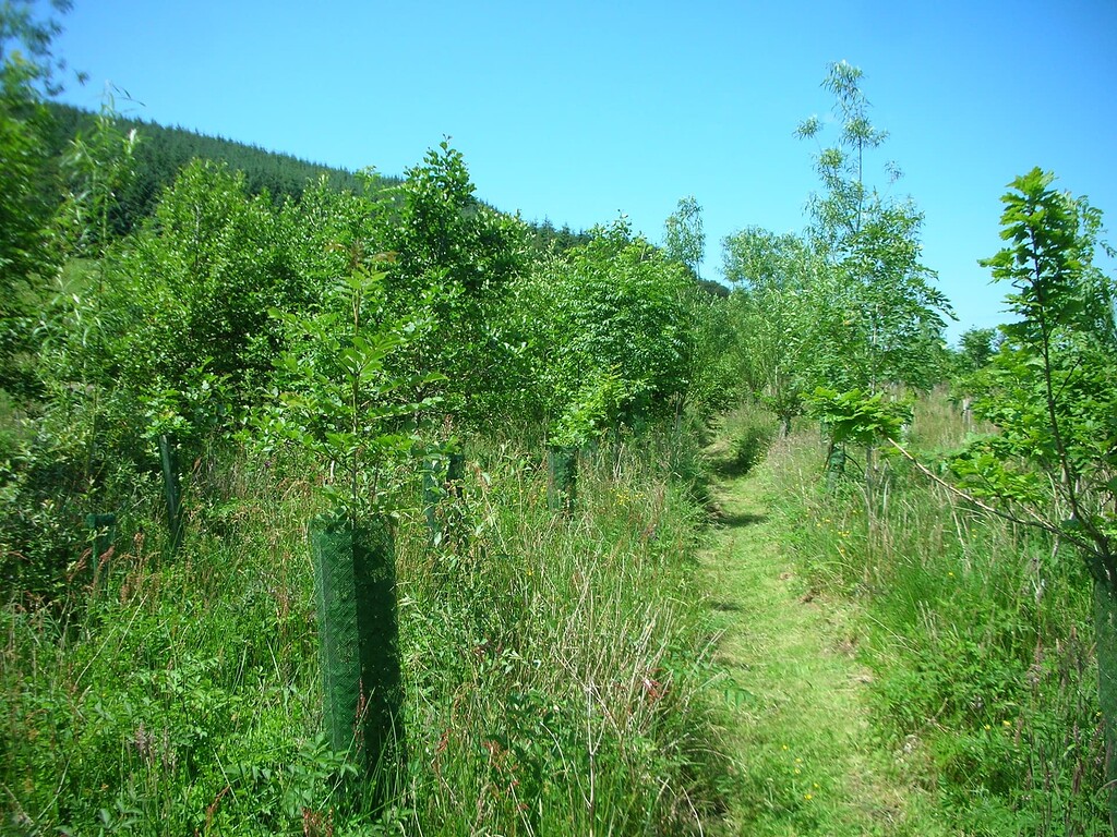 Coppice Case Study - March Wood & Spring Wood, Garronfield, D&G ...